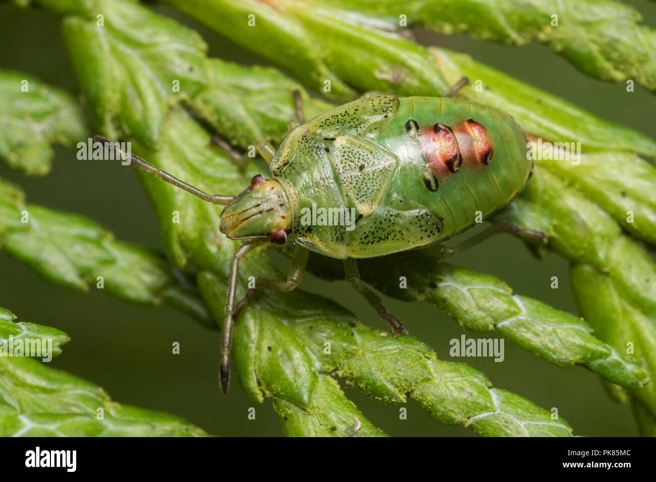 Cyphostethus tristriatus hi-res stock photography and images - Alamy