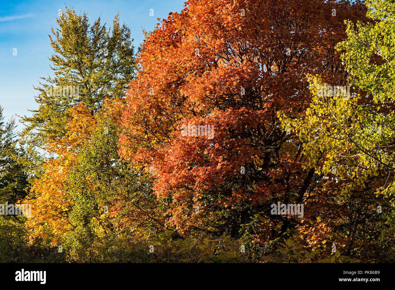 Autumn colorful foliage on Mount Gramos, Greece Stock Photo - Alamy