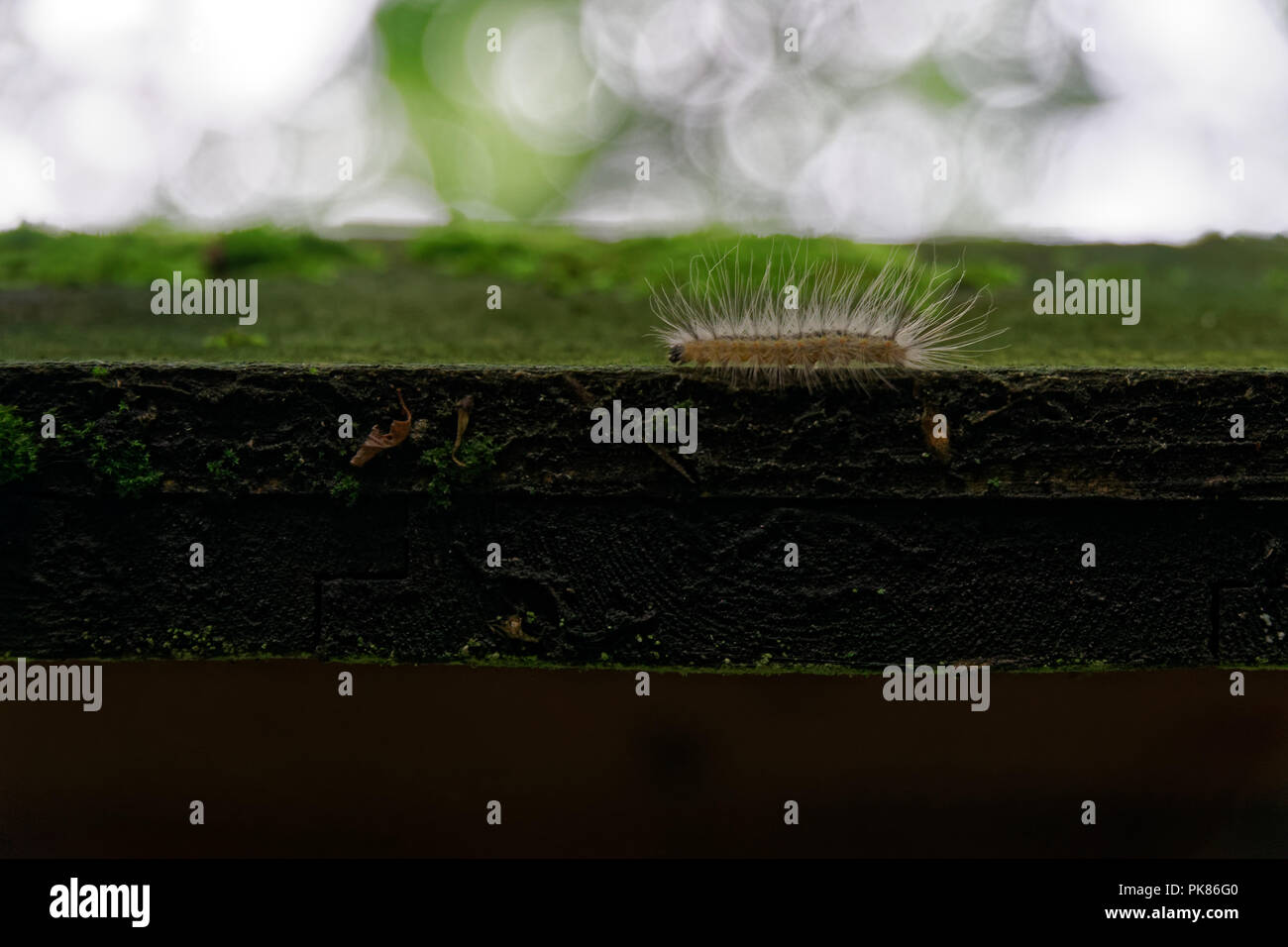 Caterpillar crawling on wooden plank, escape from the wildness Stock ...