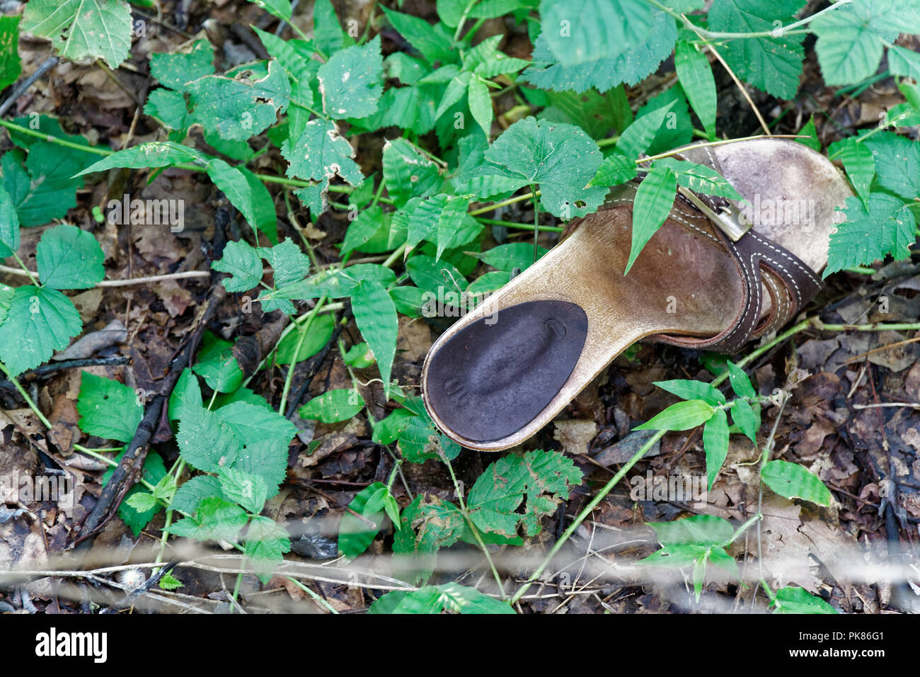 Old lost single shoe in the pine forest Stock Photo - Alamy