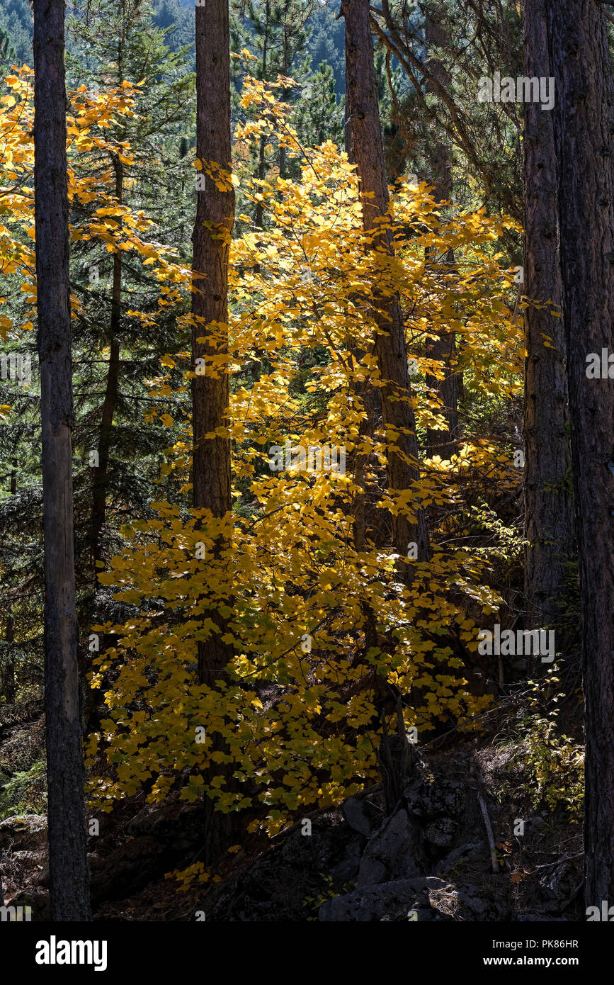 Autumn colorful foliage on Mount Gramos, Greece Stock Photo - Alamy