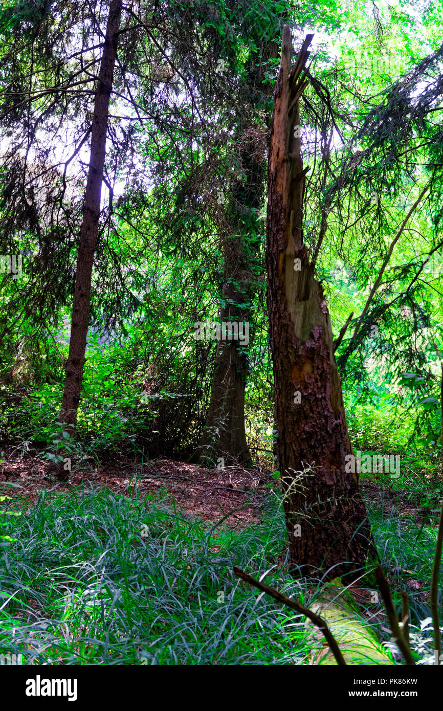 Old tree, covered with moss fairy tale fine art spooky fantasy color ...