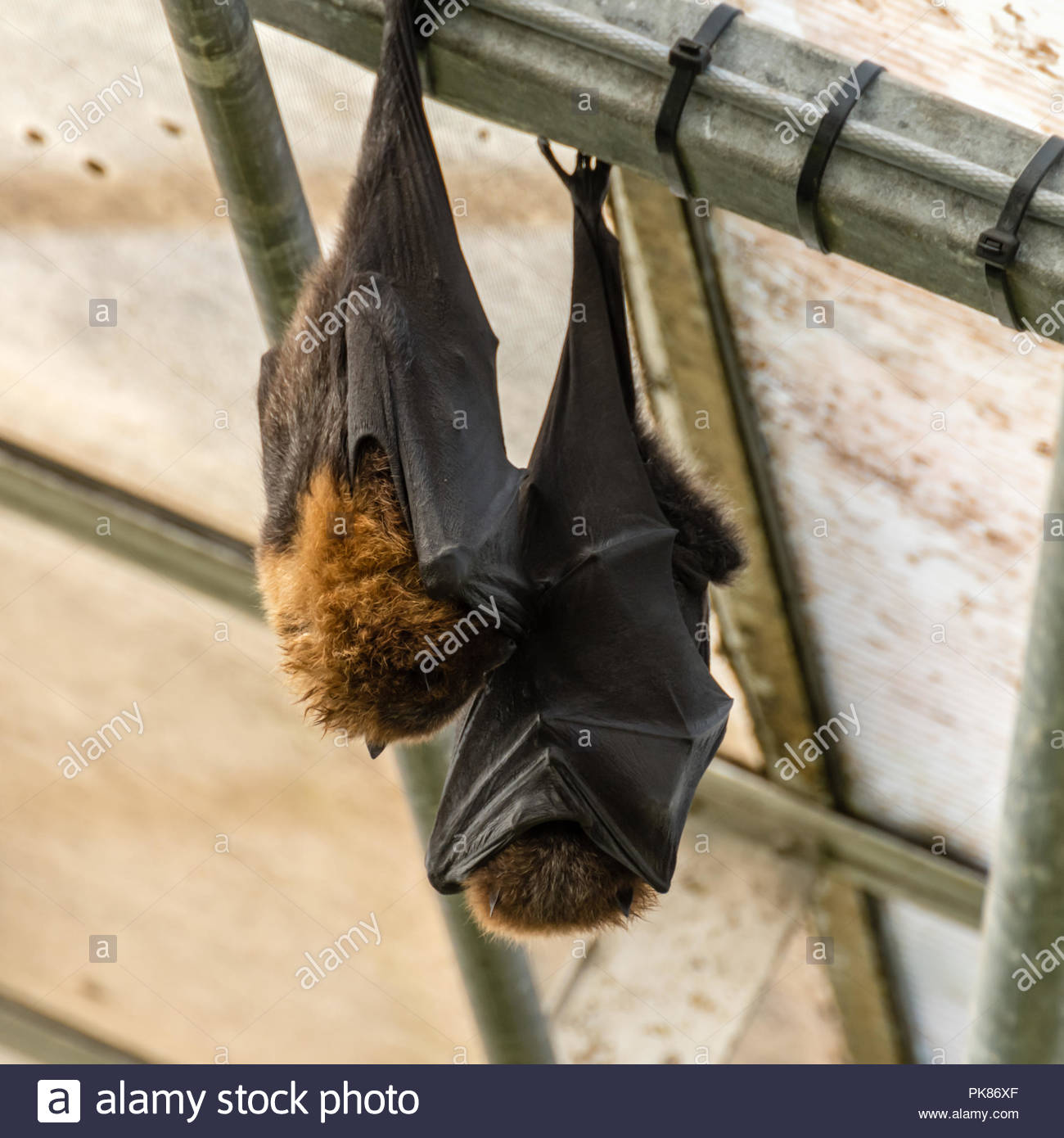 Echolocation Stock Photos & Echolocation Stock Images - Alamy