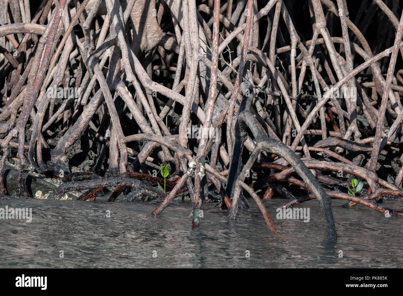 Mangrove Ecosystem Stock Photos & Mangrove Ecosystem Stock Images - Alamy