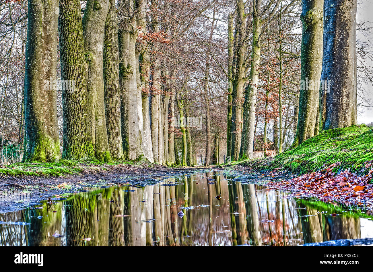 Trees reflecting in puddle water hi-res stock photography and images ...