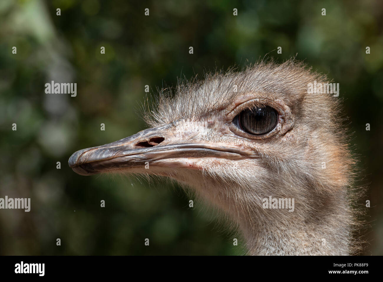Australia, Northern Territory, Darwin. Female ostrich, face detail ...