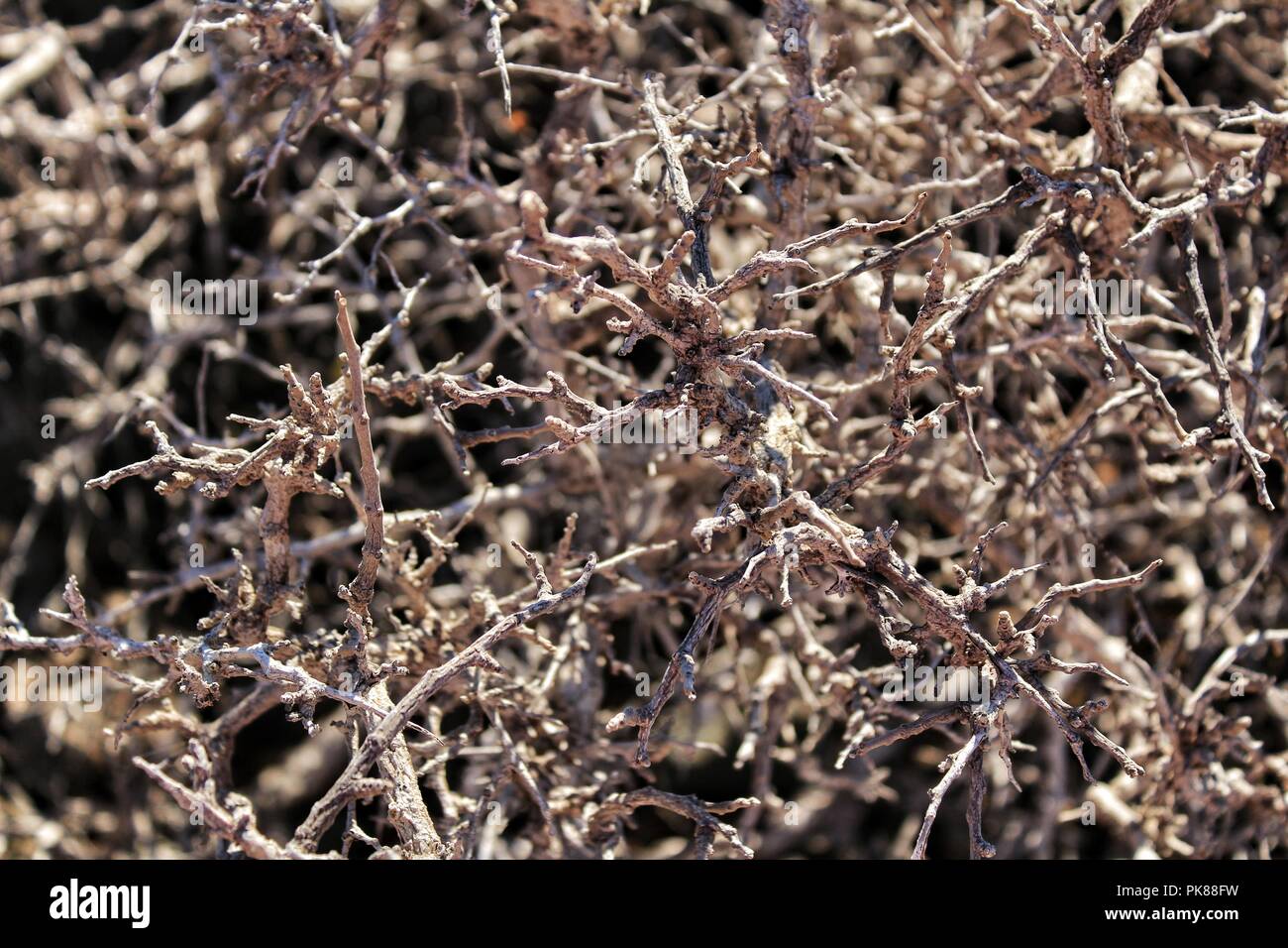 Dry plant texture under the sun Stock Photo - Alamy