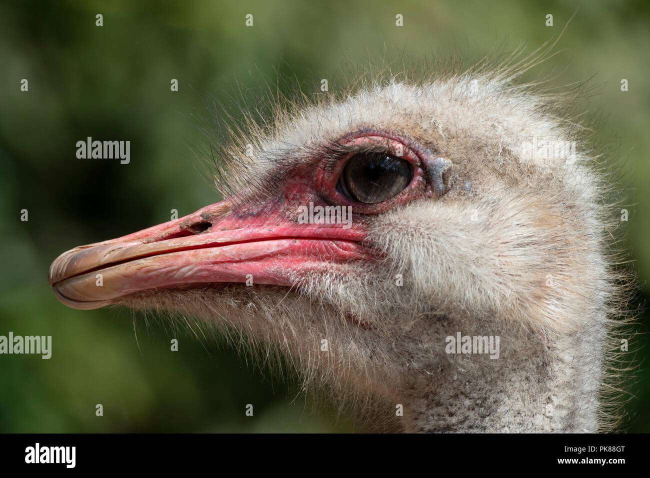 Australia, Northern Territory, Darwin. Male ostrich, head detail Stock ...