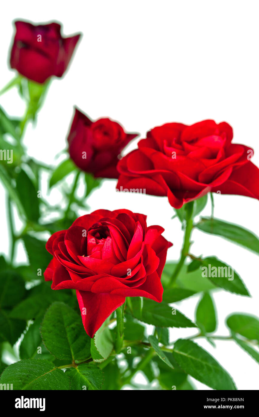 red roses closeup on white background Stock Photo - Alamy