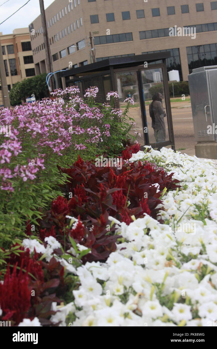 Purple Flowers in the city Stock Photo - Alamy
