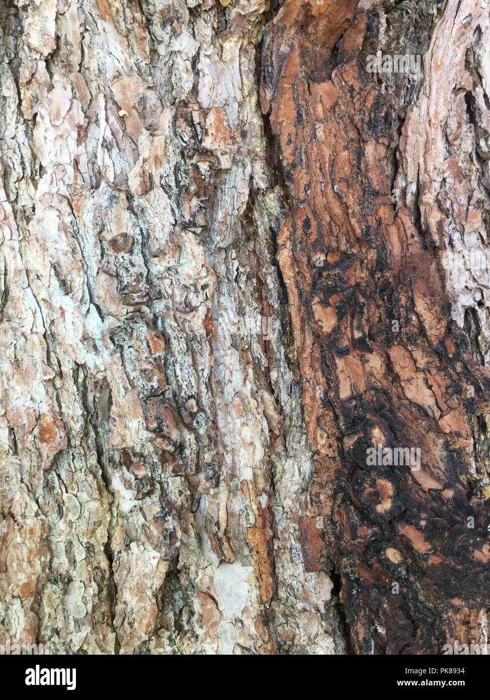 Old tree bark backdrop hi-res stock photography and images - Alamy