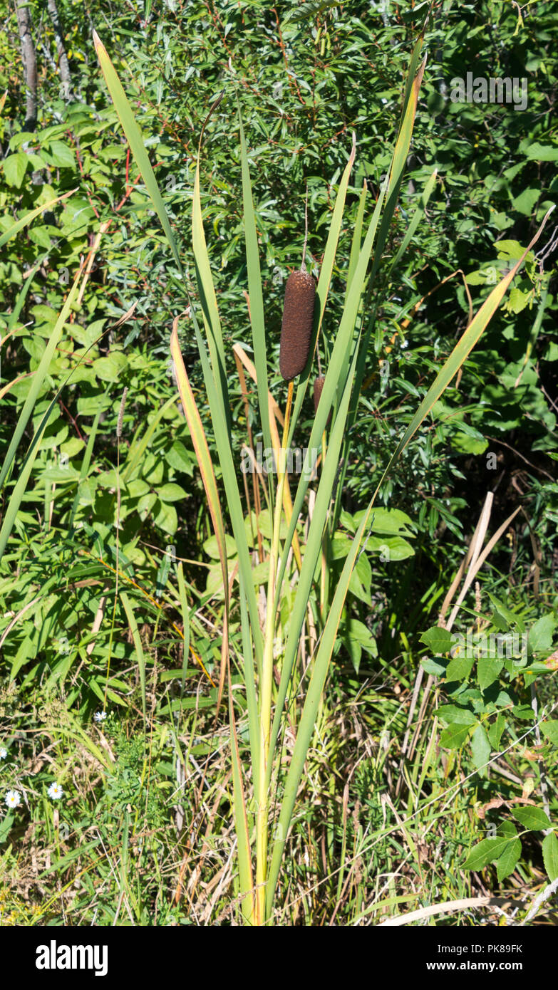 Bulrush Plant High Resolution Stock Photography and Images - Alamy