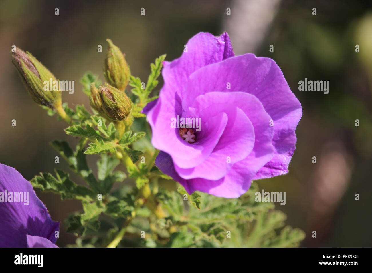 Native hibiscus hi-res stock photography and images - Alamy