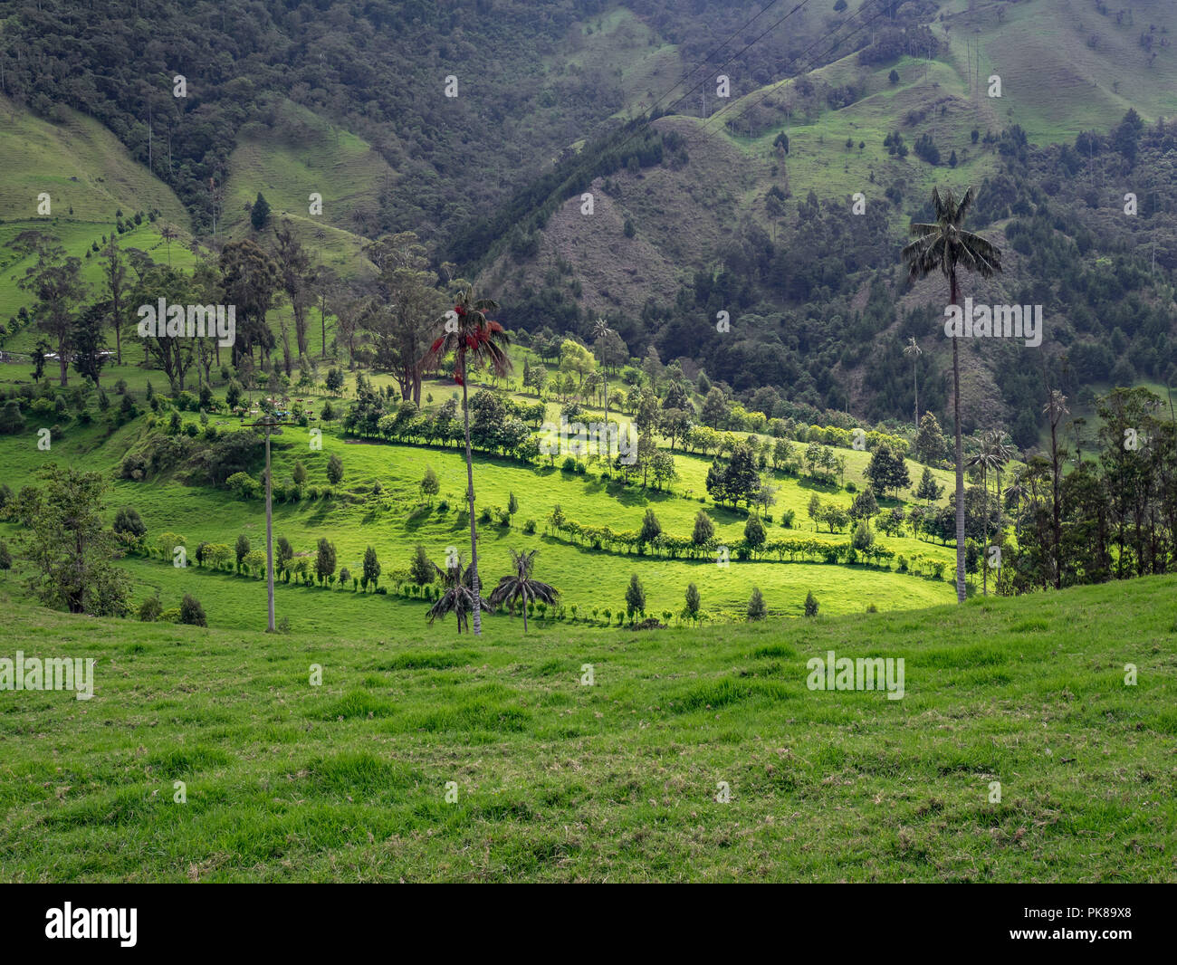 Wax palm tree colombia hi-res stock photography and images - Alamy