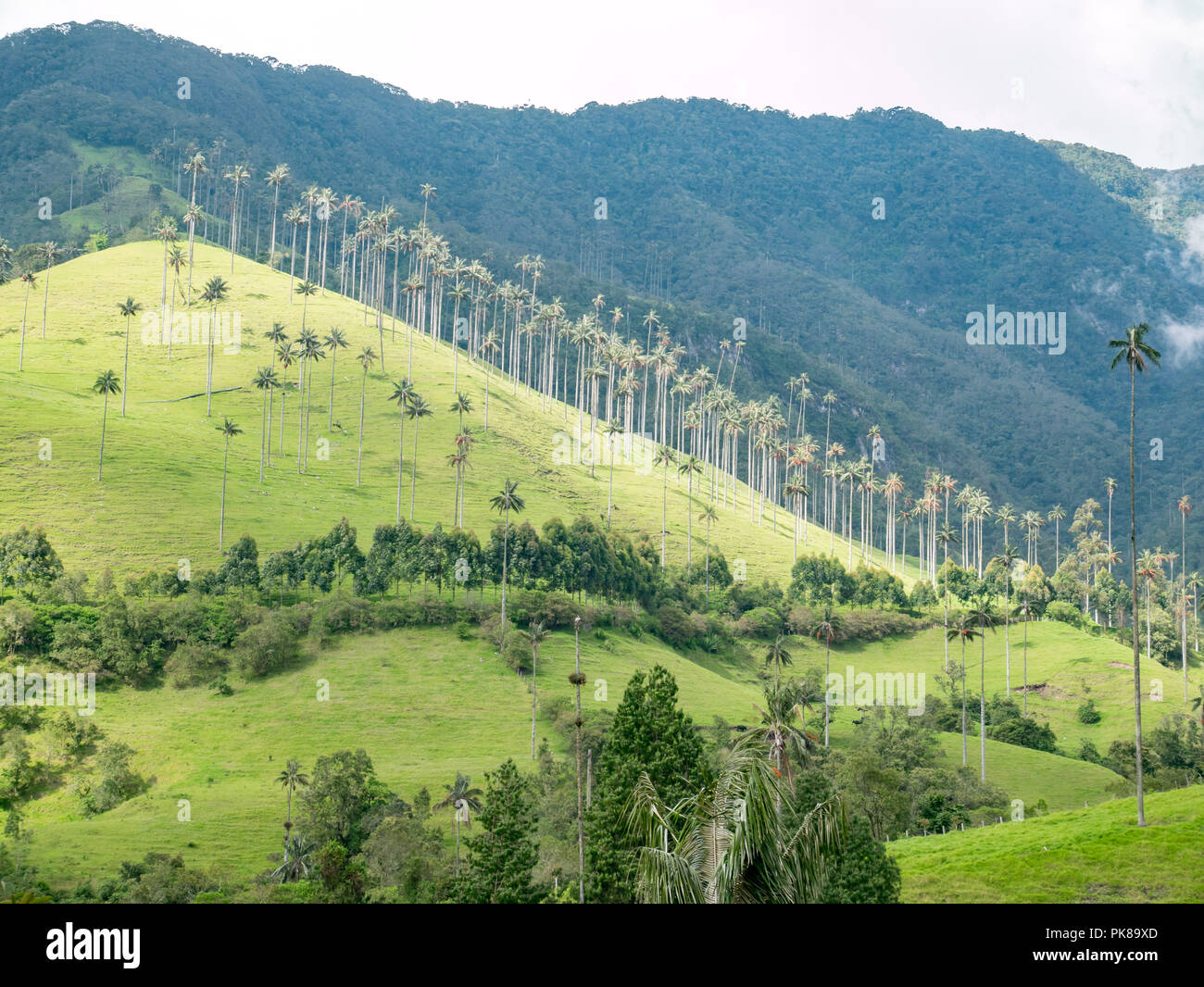 Wax palm tree colombia hi-res stock photography and images - Alamy