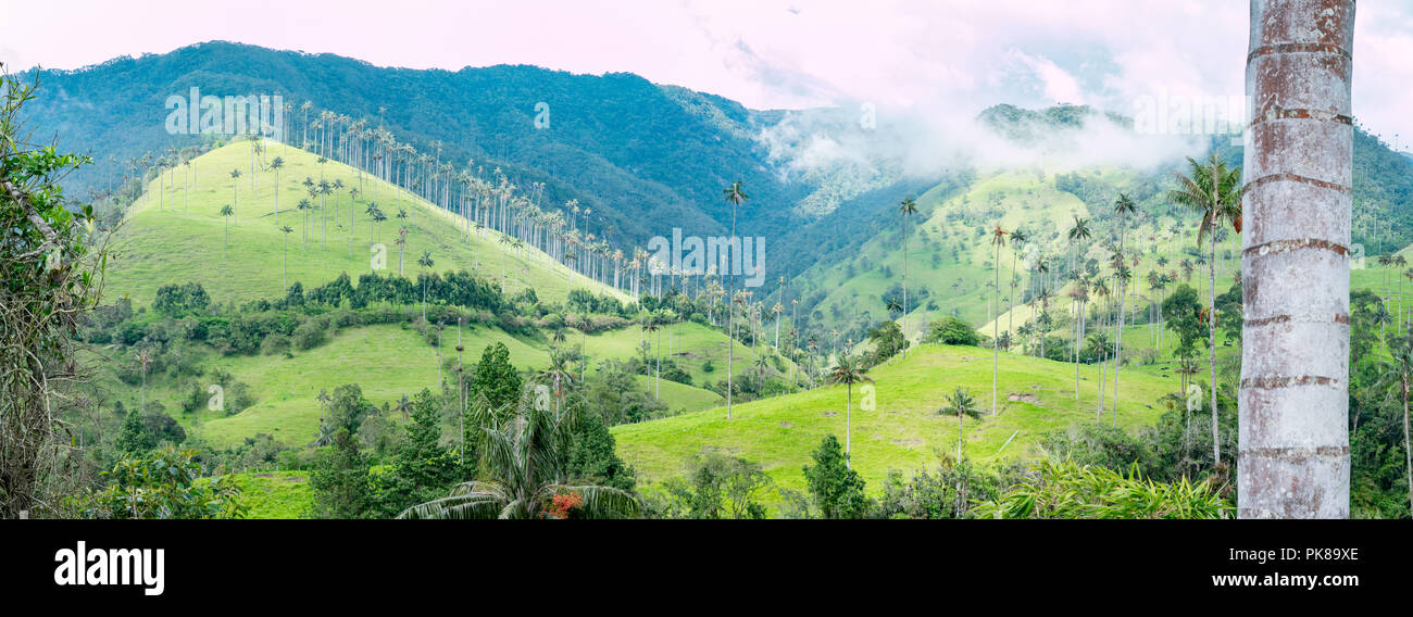 Wax palm tree colombia hi-res stock photography and images - Alamy