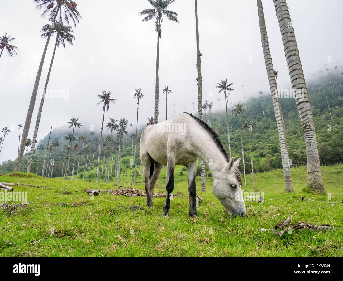 Hills and tall wax palm trees in the Cocora Valley near Salento ...