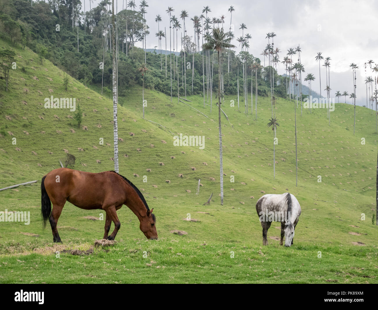 Wax palm trees hi-res stock photography and images - Alamy