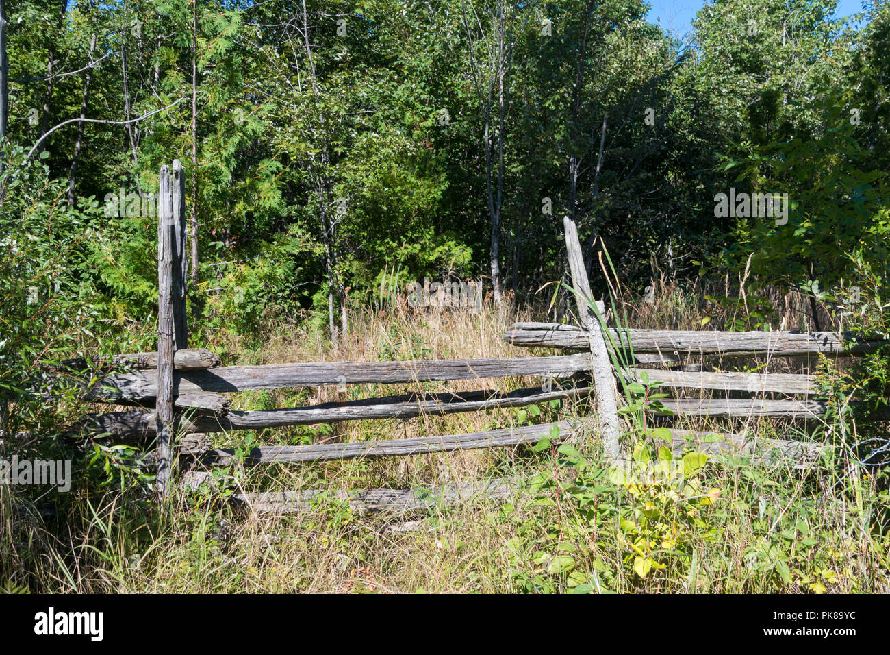 Overgrown split rail cedar farm fence on Manitoulin island background ...