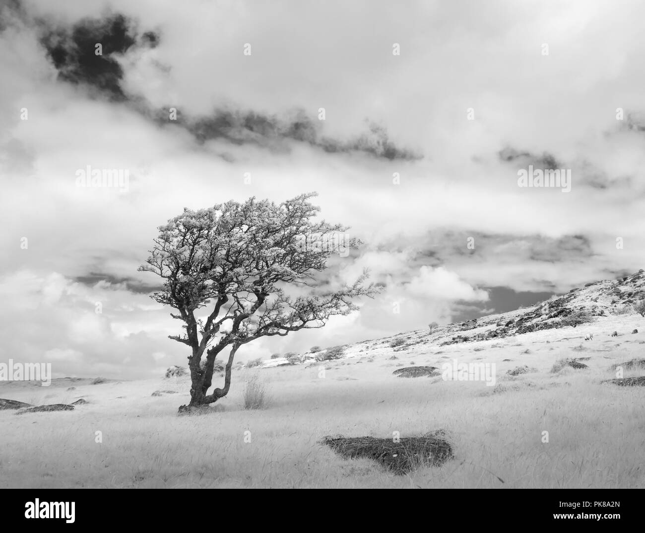 Bobmin moor hi-res stock photography and images - Alamy