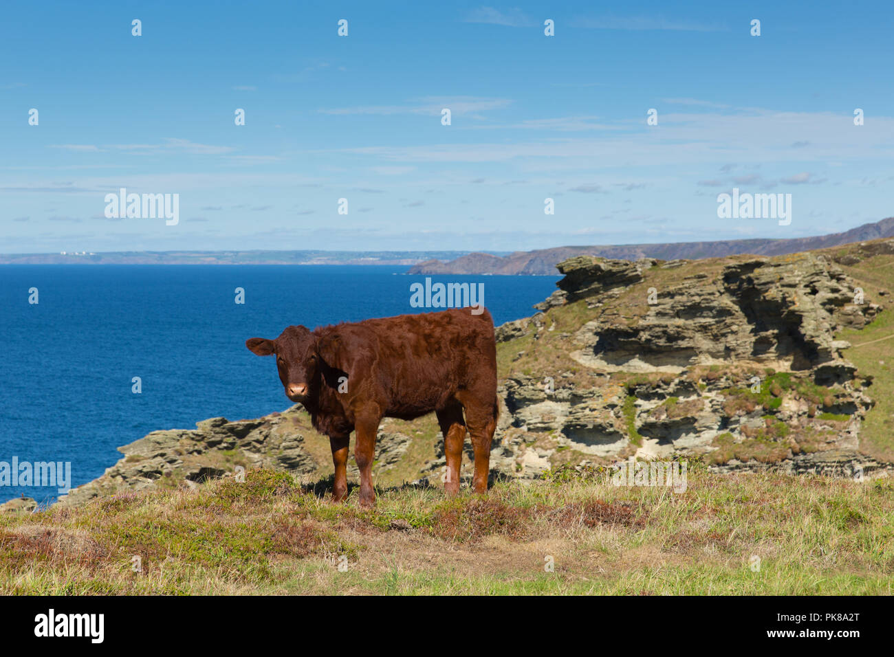 Devon ruby red cows hi-res stock photography and images - Alamy