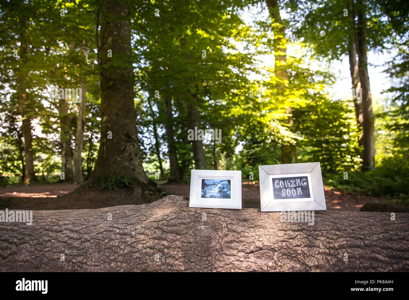 Baby Ultrasound and Coming Soon Photo Frames on Tree Trunk in Forest ...