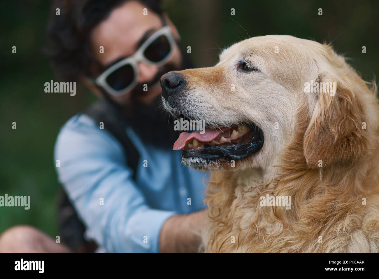 Close up portrait, focus on dog, golden retriever. Cropped image ...
