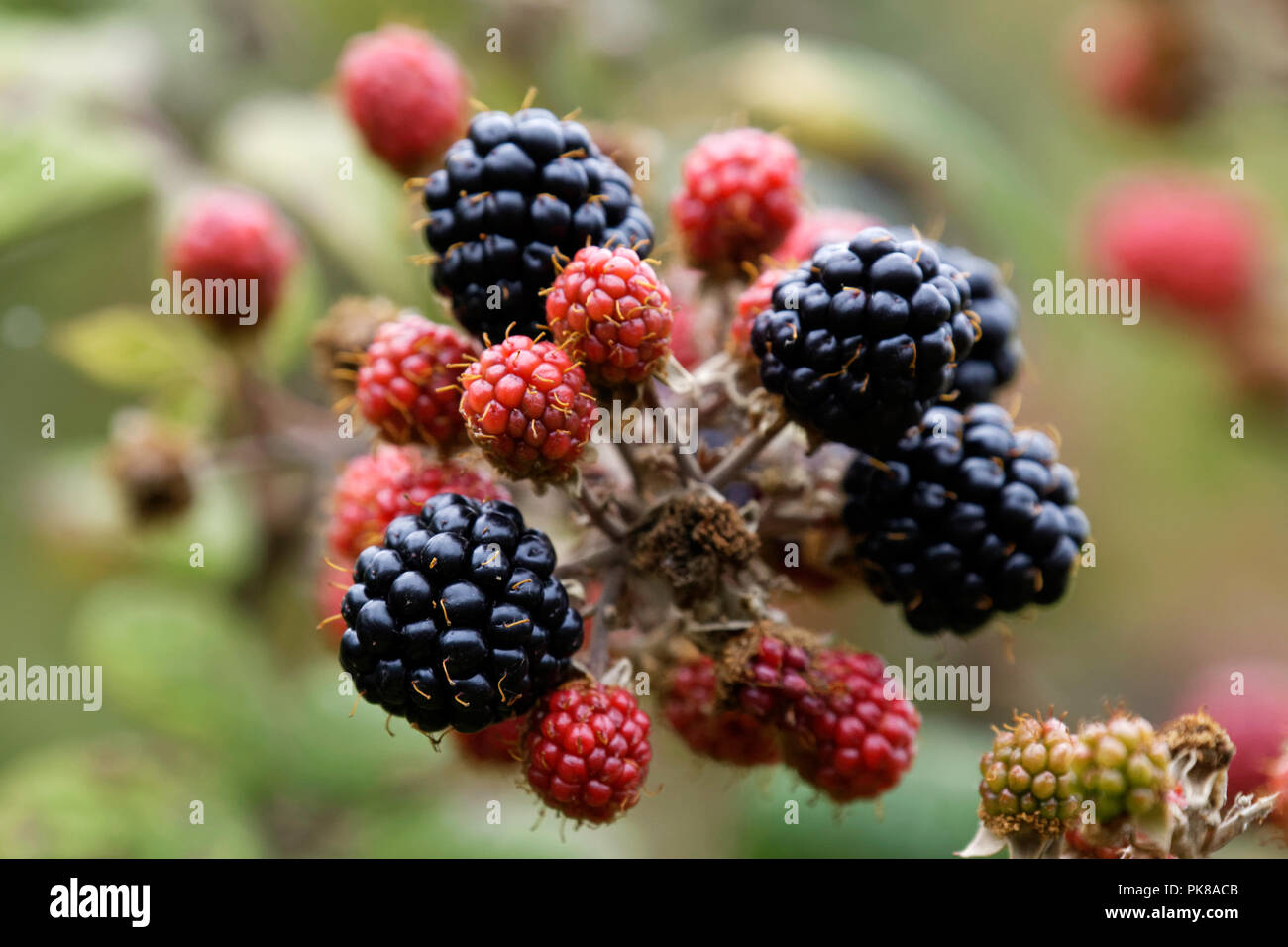 wild blackberries on brambles Stock Photo - Alamy