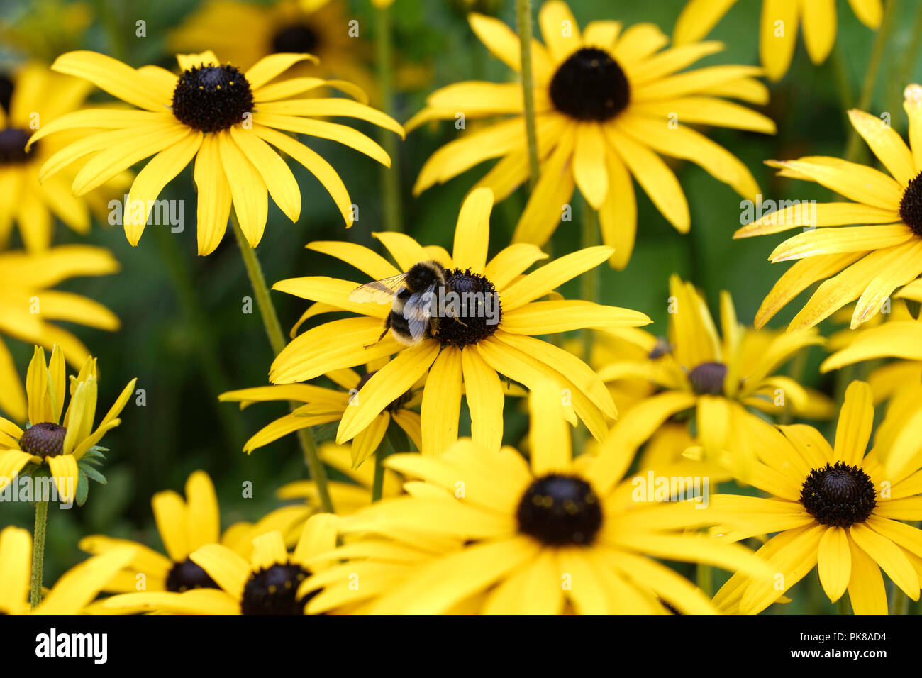 Perennial fulgida hi-res stock photography and images - Alamy