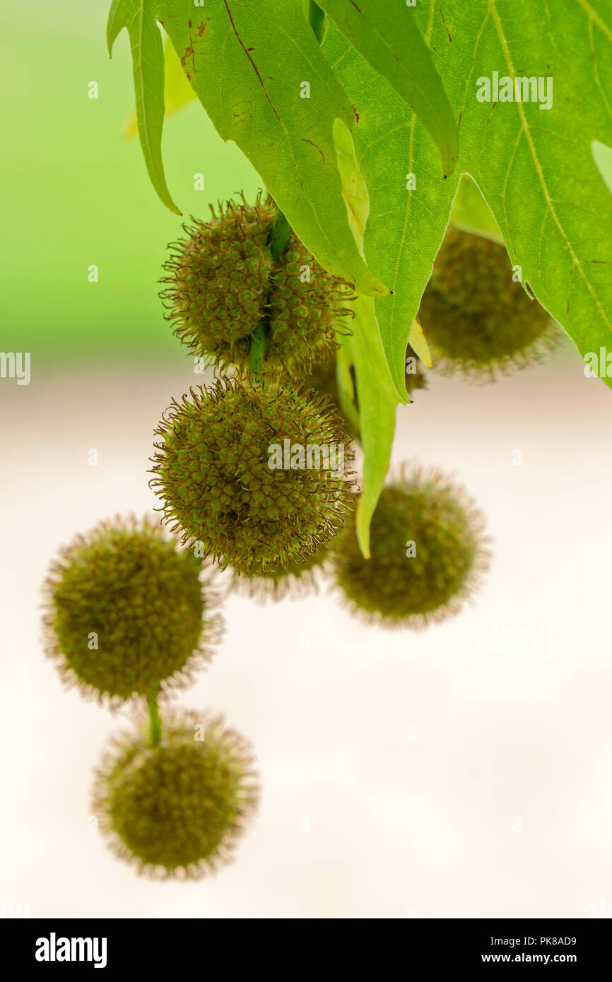 Oriental plane tree hi-res stock photography and images - Alamy