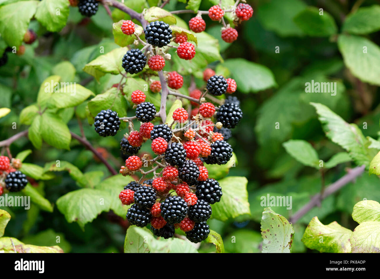wild blackberries on brambles Stock Photo - Alamy
