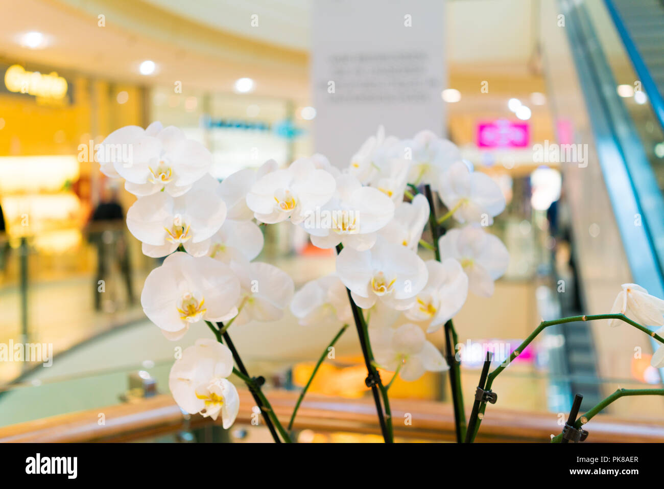 White Rose Mall High Resolution Stock Photography and Images - Alamy