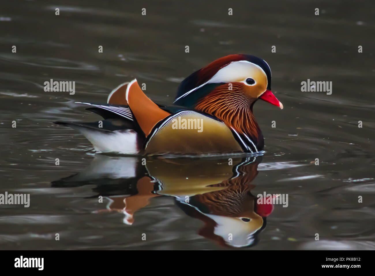 Mandarin duck swimming on lake hi-res stock photography and images - Alamy
