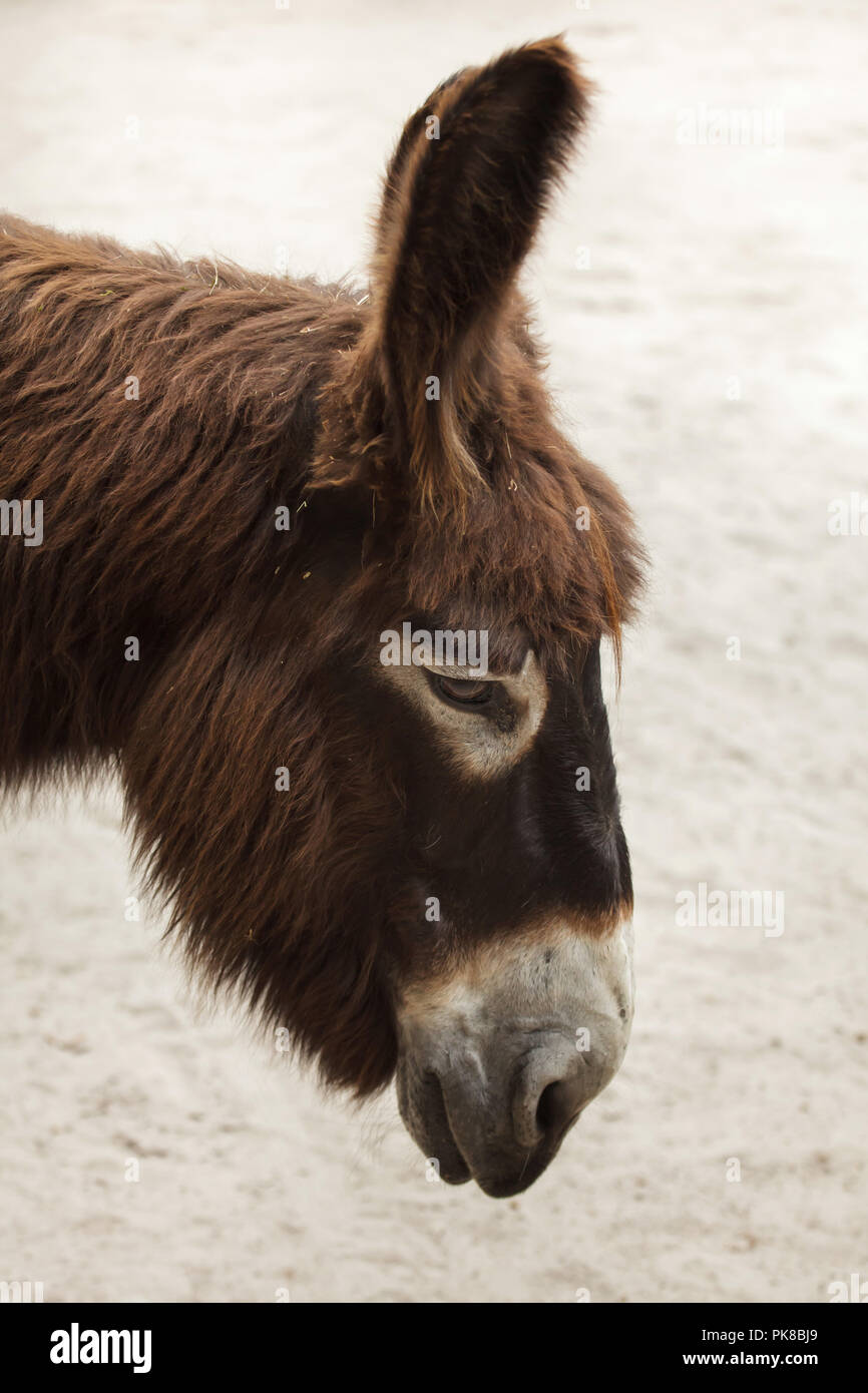 Poitou donkey (Equus asinus asinus), also known as the Poitevin donkey ...