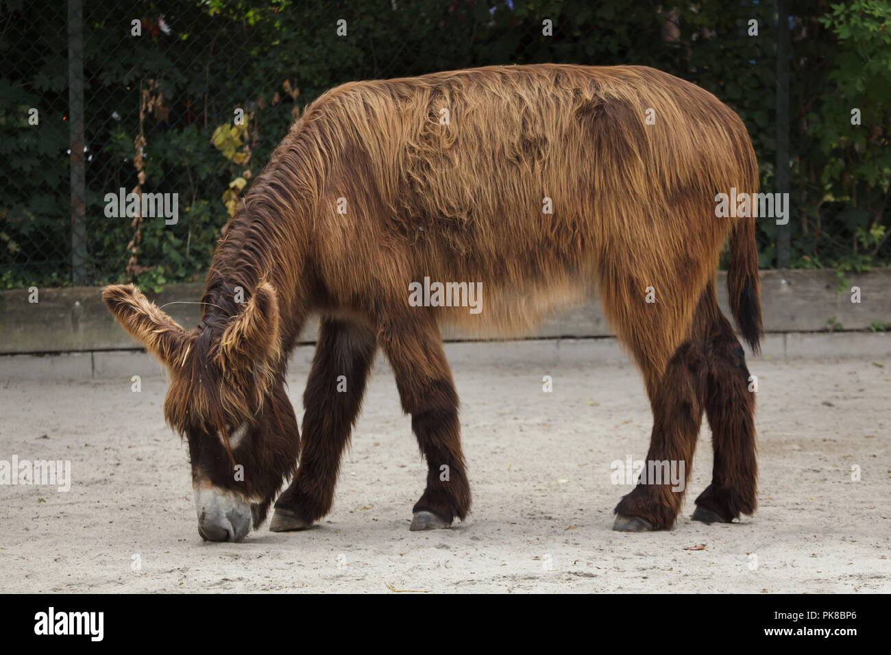 Poitou donkey (Equus asinus asinus), also known as the Poitevin donkey ...