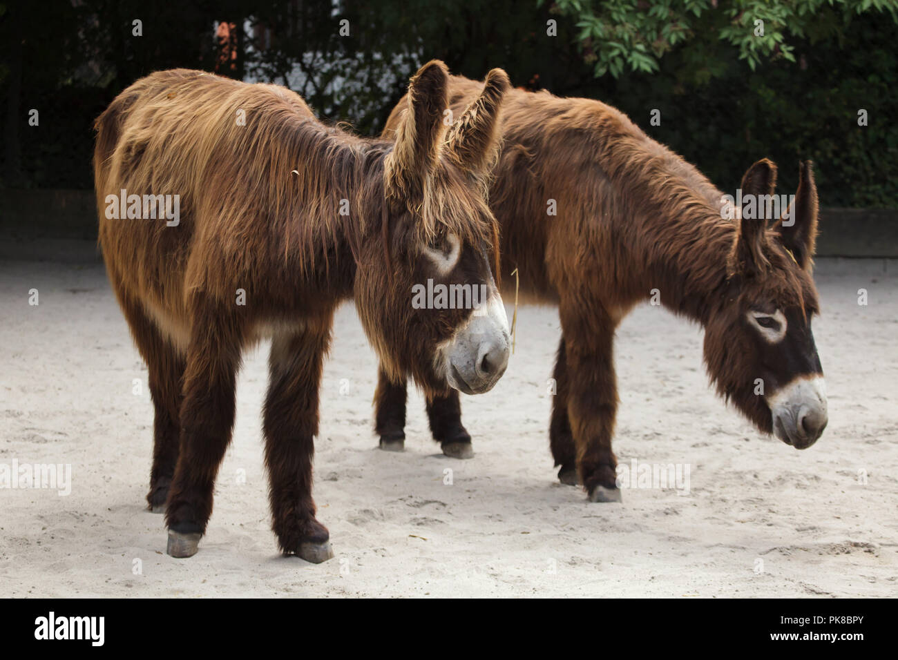 Poitou donkey (Equus asinus asinus), also known as the Poitevin donkey ...