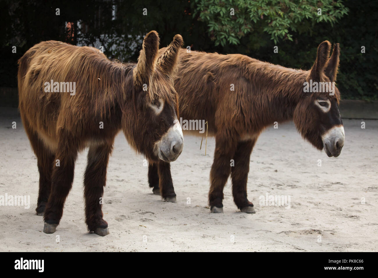 Poitou donkey (Equus asinus asinus), also known as the Poitevin donkey ...