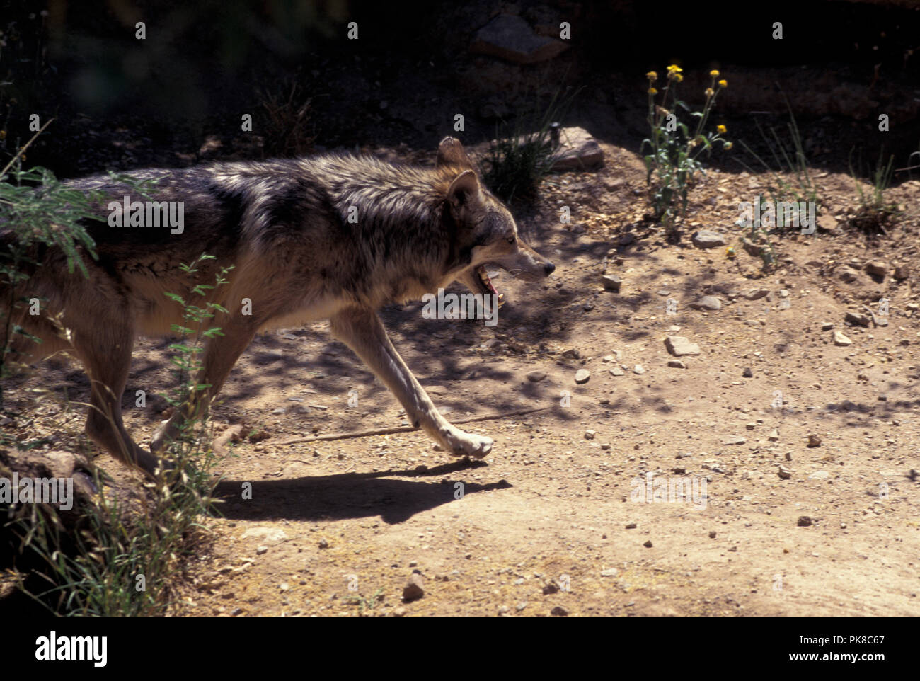 NOT 1032493 MEXICAN WOLF Canis lupus baileyi a subspecies of the Gray ...