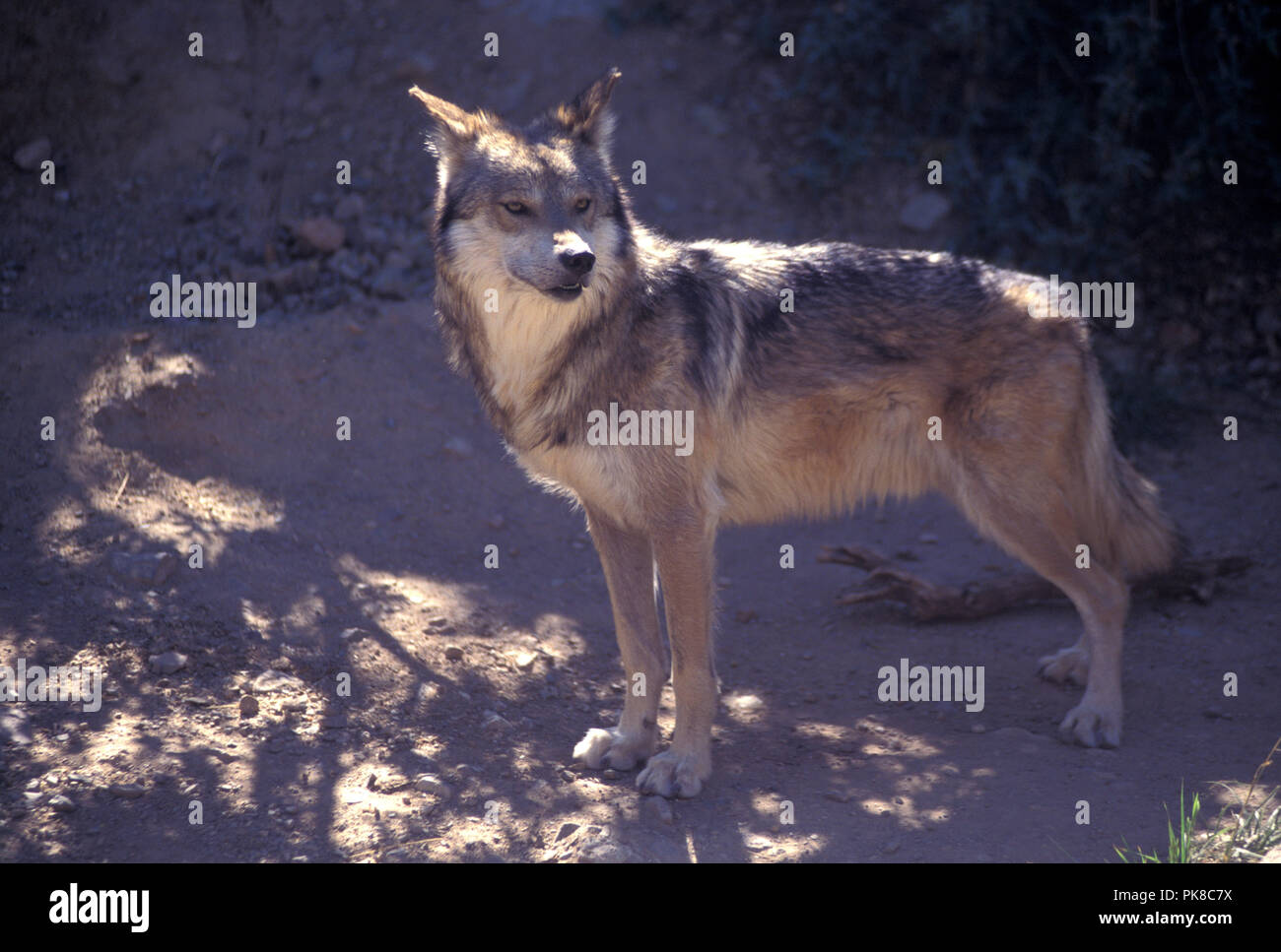 Mexican grey wolf arizona hi-res stock photography and images - Alamy