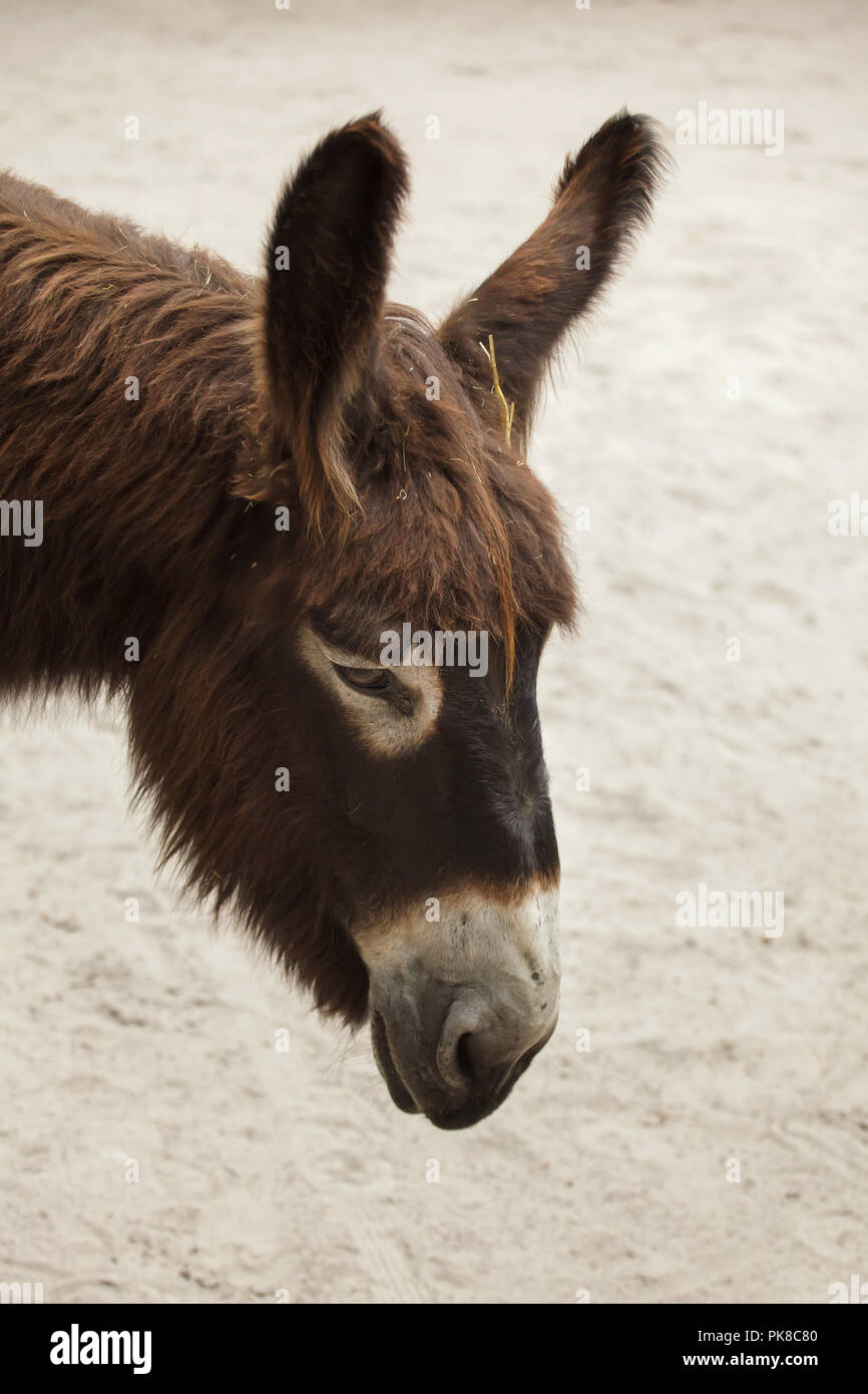 Poitou donkey (Equus asinus asinus), also known as the Poitevin donkey ...