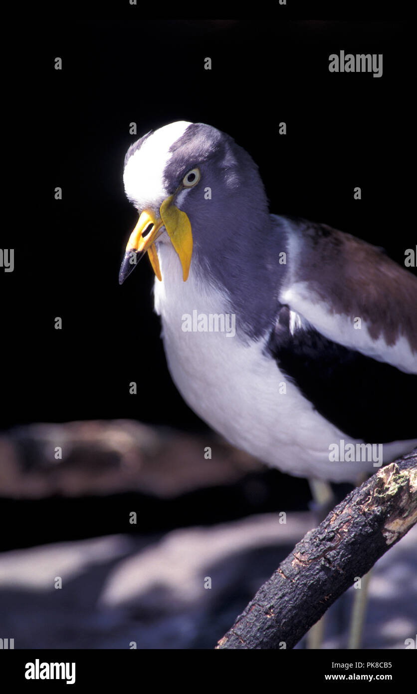 NOT 1032810 WHITE HEADED PLOVER Vanellus albiceps tropical Africa Stock ...