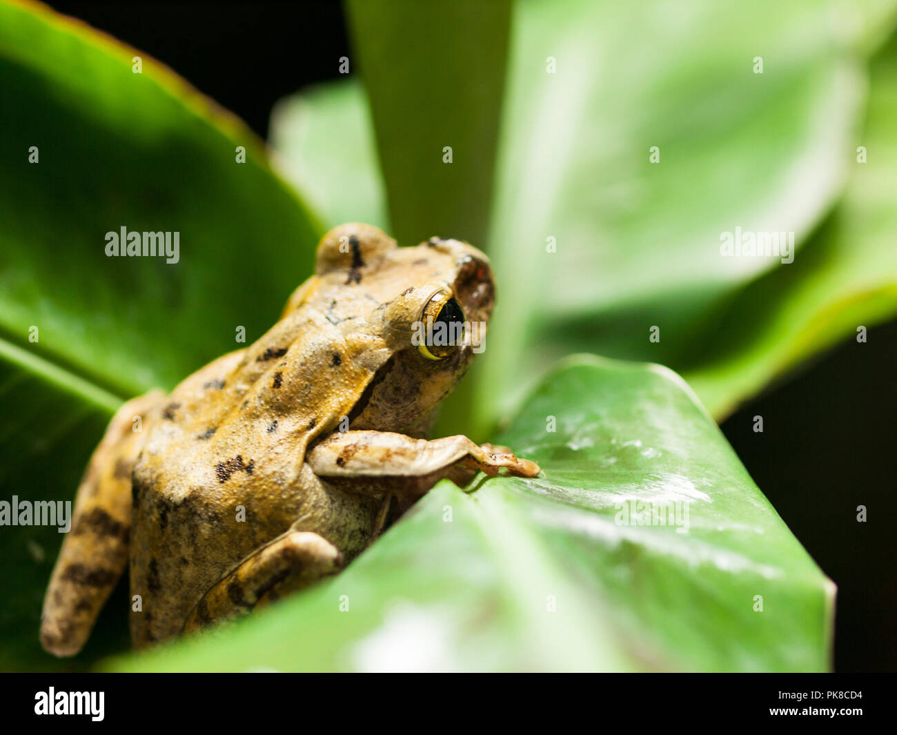 White lipped Tree frog on the green leaf - Rhacophorus Leucomystax ...