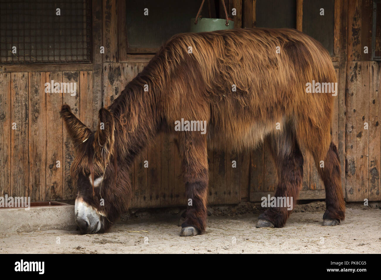 Poitou donkey (Equus asinus asinus), also known as the Poitevin donkey ...