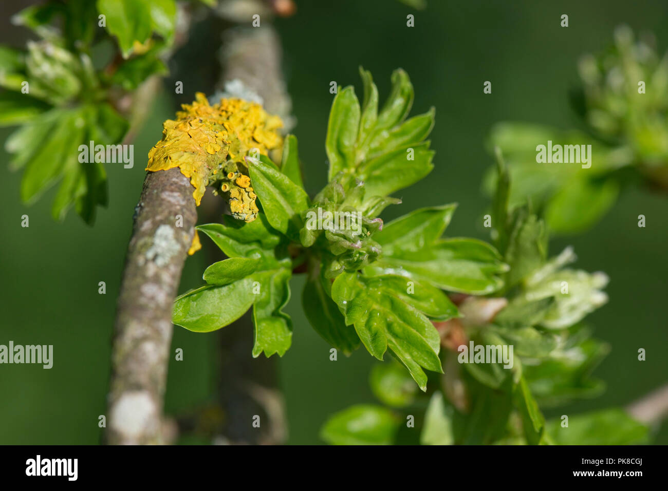 Opening in hedge hi-res stock photography and images - Alamy