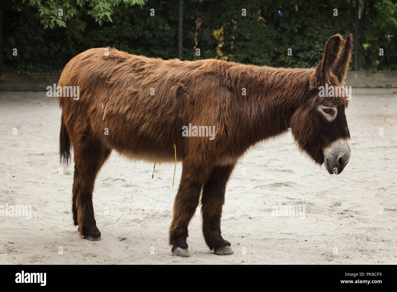 Poitou donkey (Equus asinus asinus), also known as the Poitevin donkey ...
