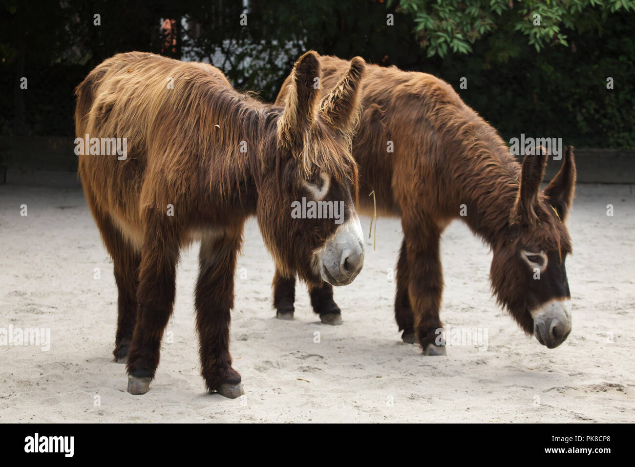 Poitou donkey (Equus asinus asinus), also known as the Poitevin donkey ...
