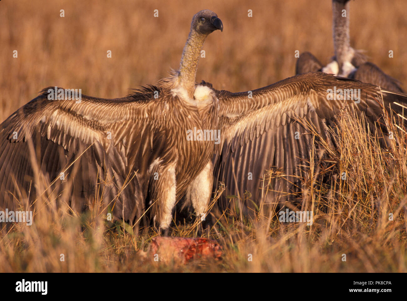 NOT 1216575 WHITE BACKED VULTURE Gyps africanus Masai Mara Game Reserve ...
