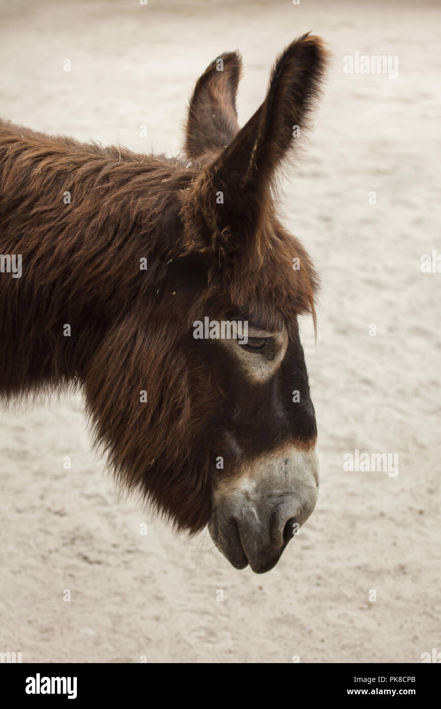Poitou donkey (Equus asinus asinus), also known as the Poitevin donkey ...
