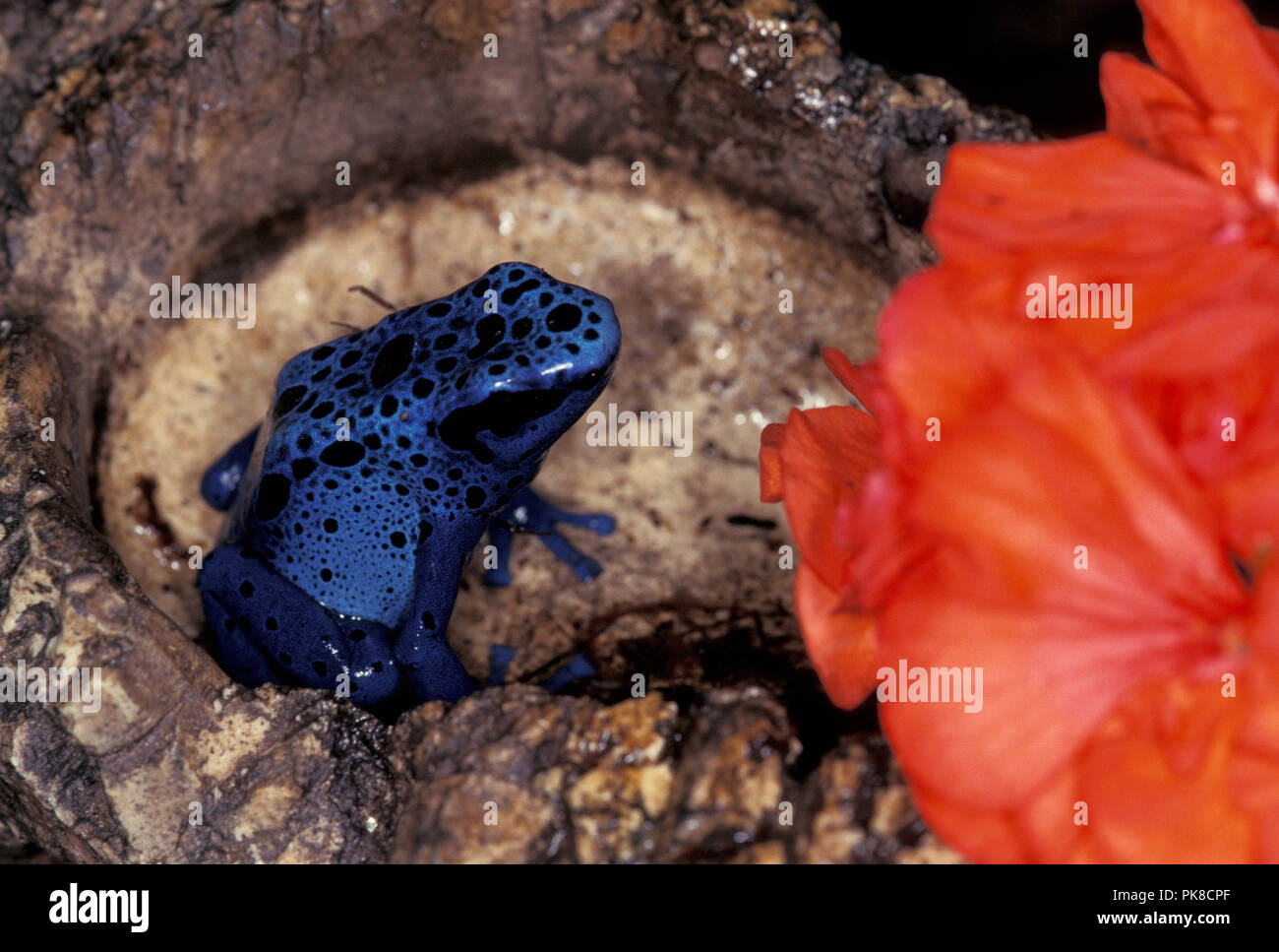 NOT 1250841 POISON DART FROG Dendrobates azureus southern Suriname and ...