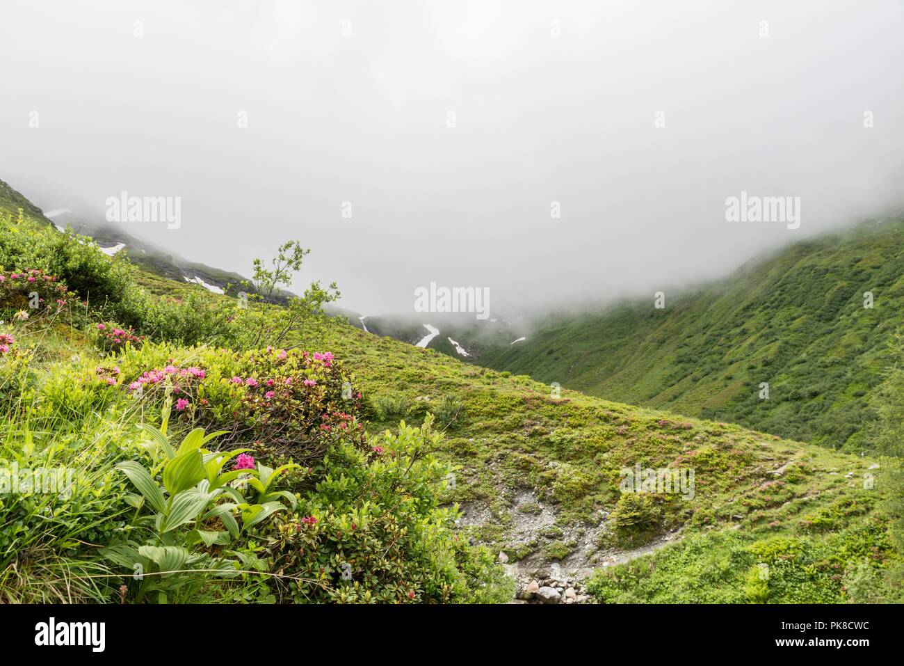 Alpine rose bush and mist in a valley in the Alps, Austria Stock Photo ...